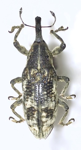 ・Tribe Lixini :: Gallery-of-weevil-images