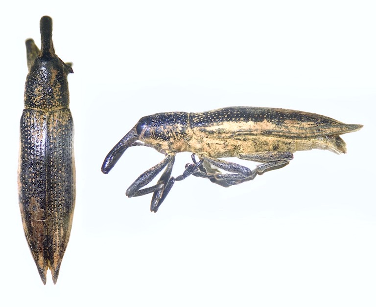 ・Tribe Lixini :: Gallery-of-weevil-images
