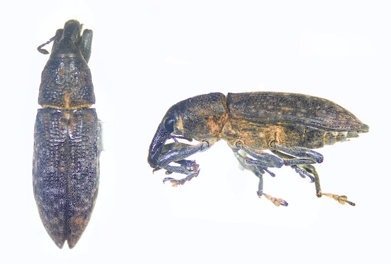 ・Tribe Lixini :: Gallery-of-weevil-images