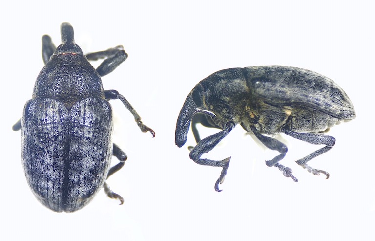 ・Tribe Lixini :: Gallery-of-weevil-images