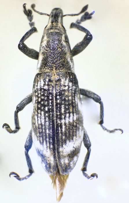 ・Tribe Lixini :: Gallery-of-weevil-images