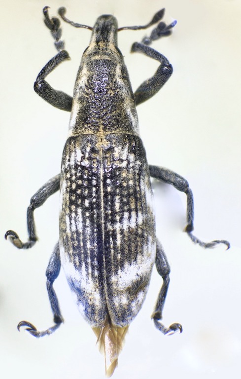 ・Tribe Lixini :: Gallery-of-weevil-images