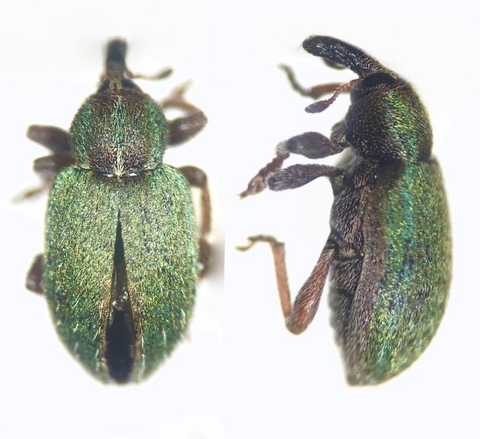 Subfamily Hyperinae タコゾウムシ亜科 :: Gallery-of-weevil-images