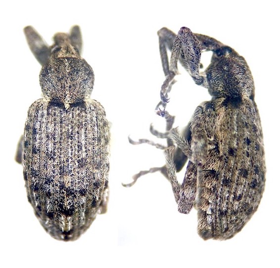 Subfamily Hyperinae タコゾウムシ亜科 :: Gallery-of-weevil-images